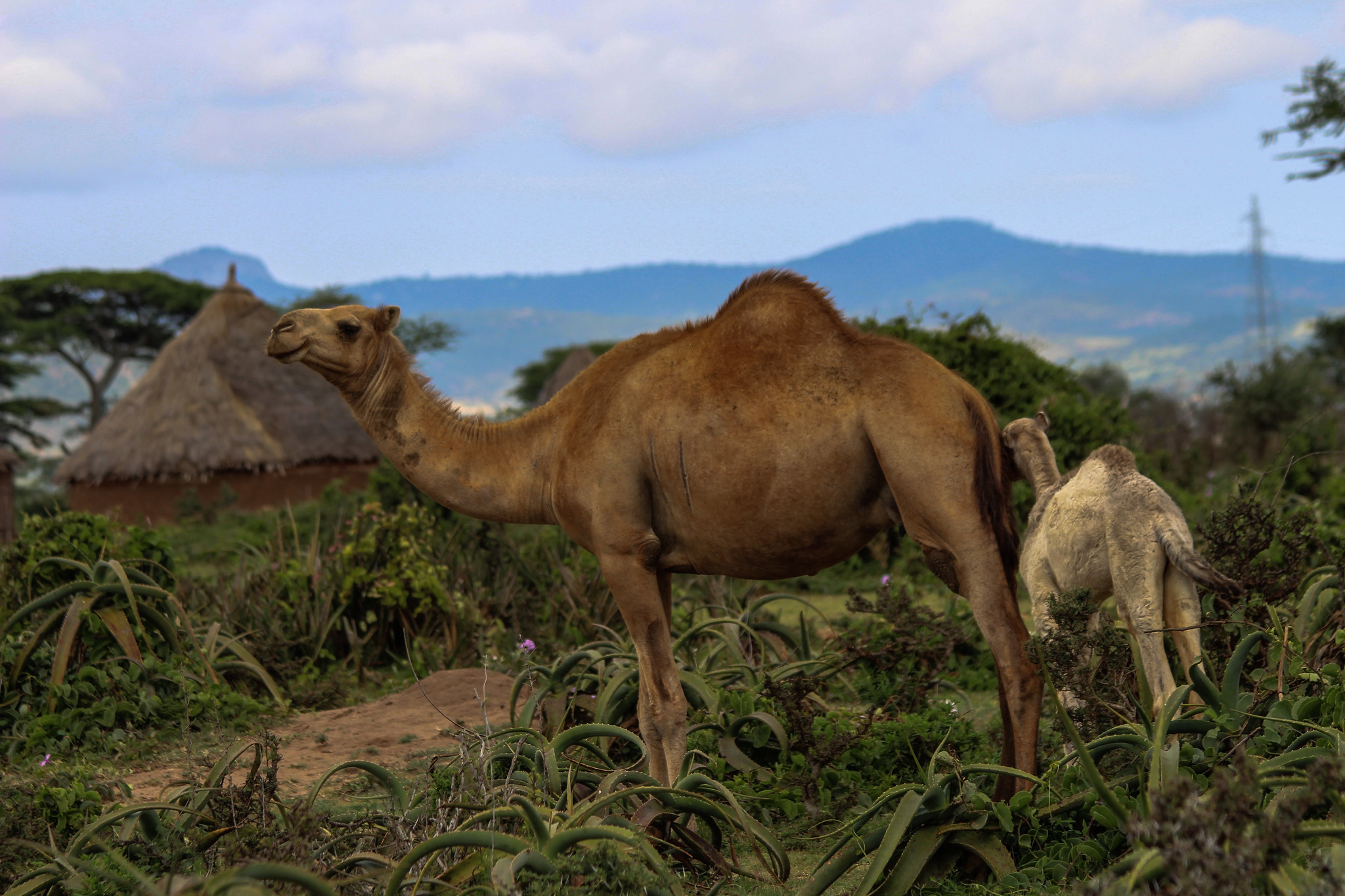Reducing camel and small ruminant young stock mortality in Ethiopia ...
