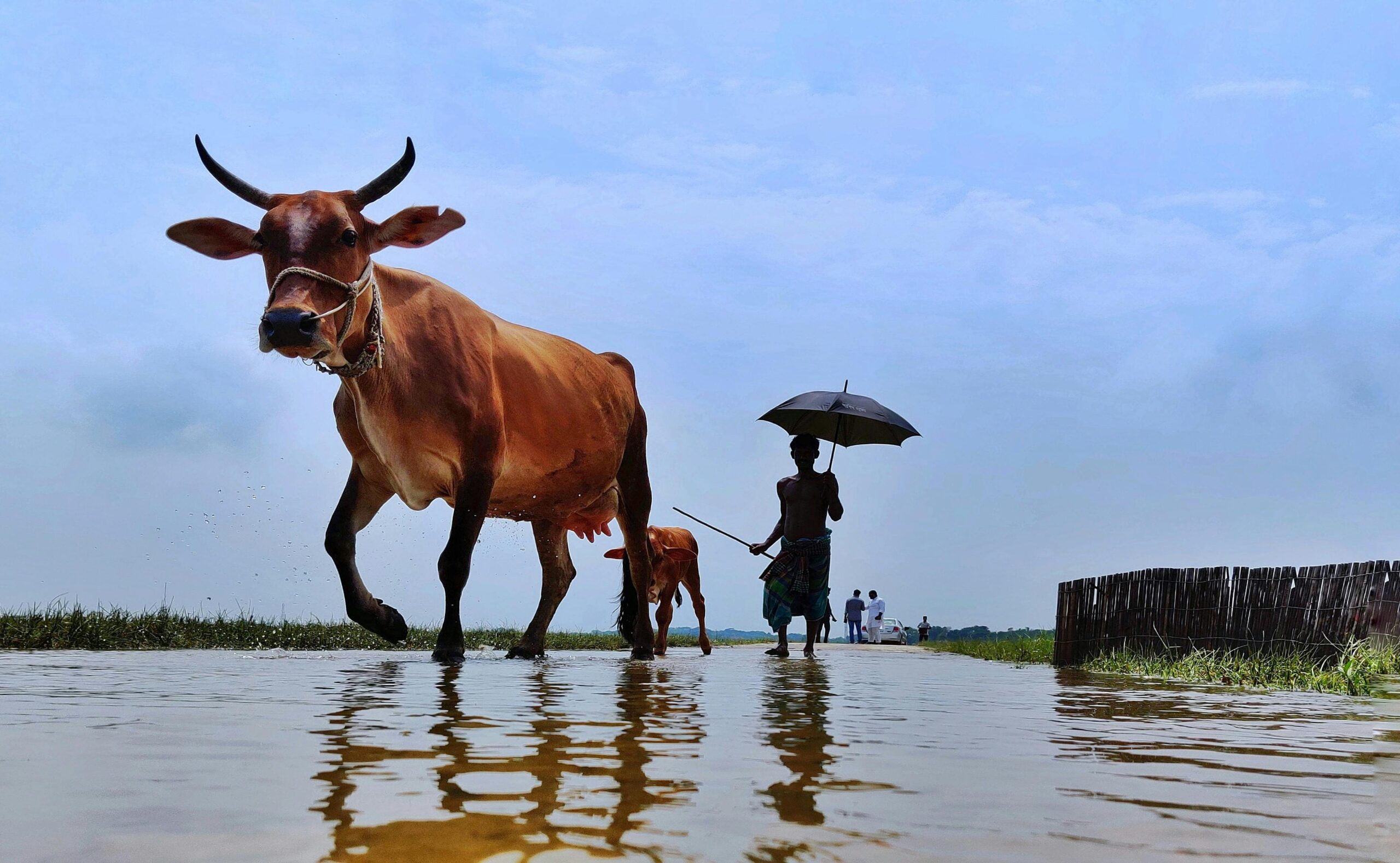Learnings – SEBI-Livestock