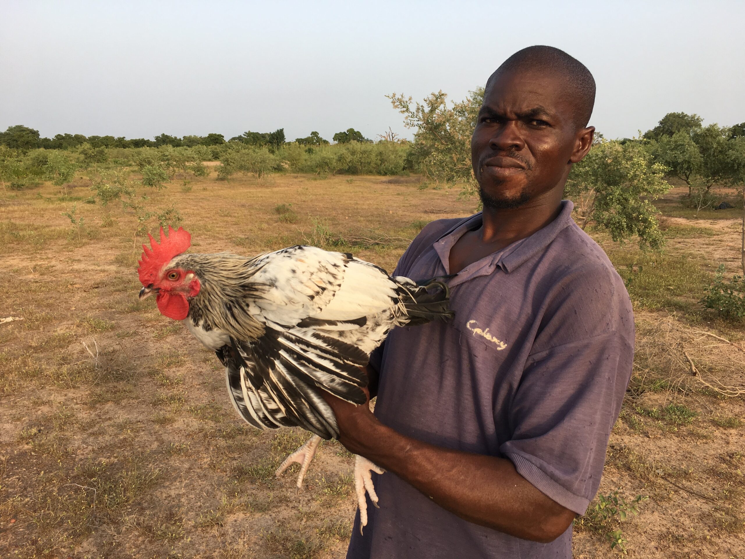 Case study: Poulet du Faso – SEBI-Livestock